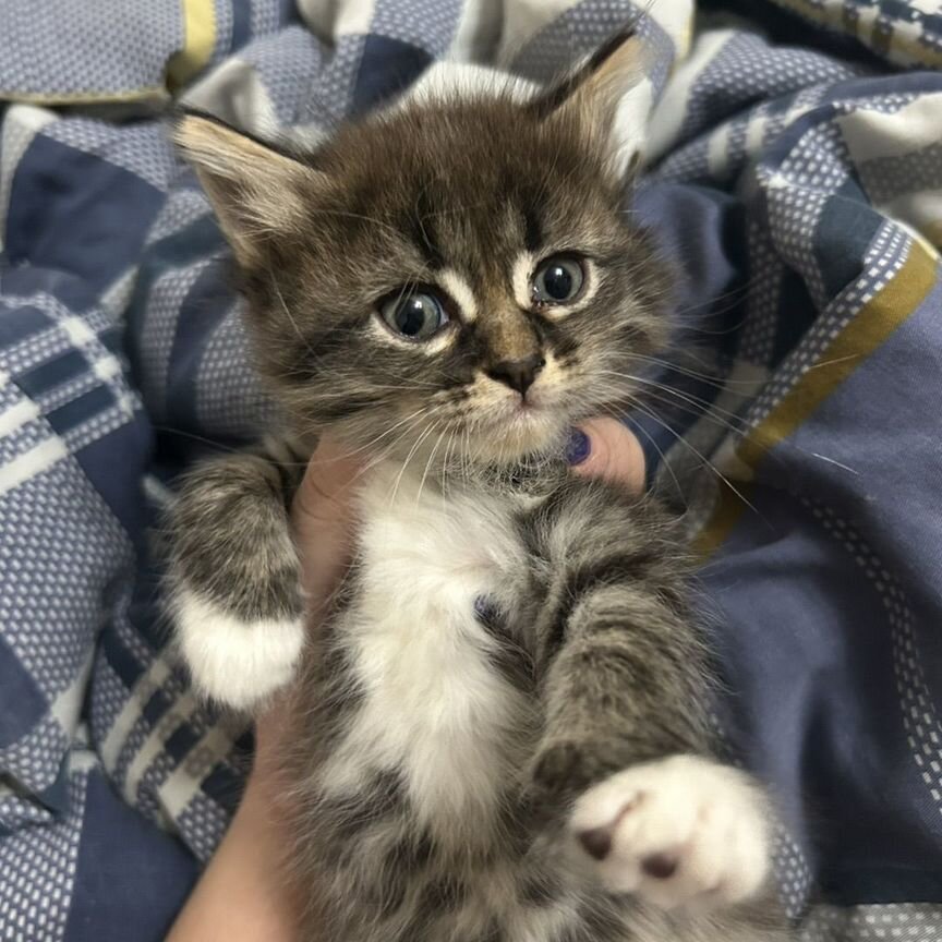 Курильский бобтейл