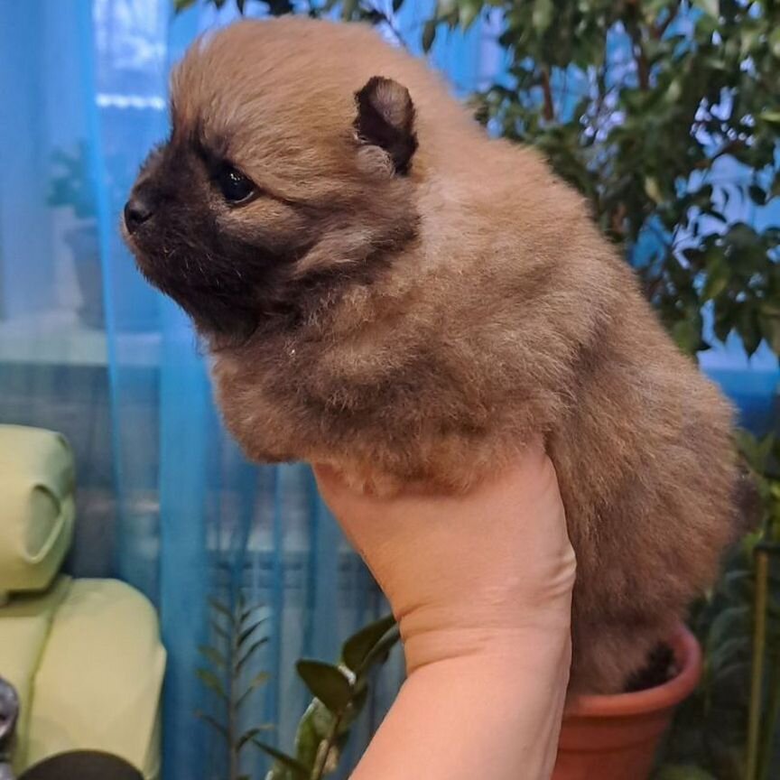 Щенок малого шпица.Мальчик