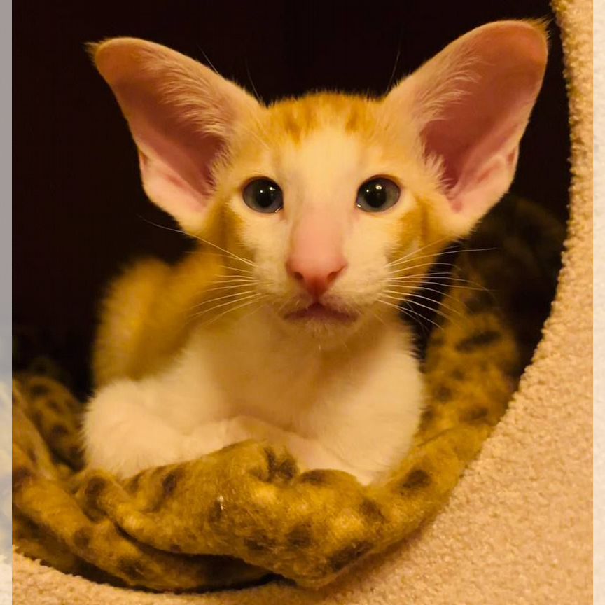 Ориентальный котёнок