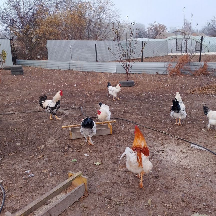 Петухи домашние