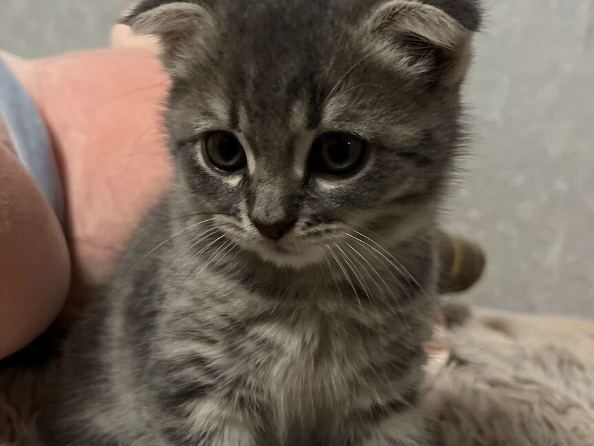 Вислоухий котенок