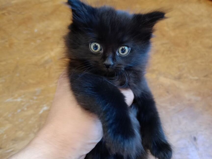 Котёнок