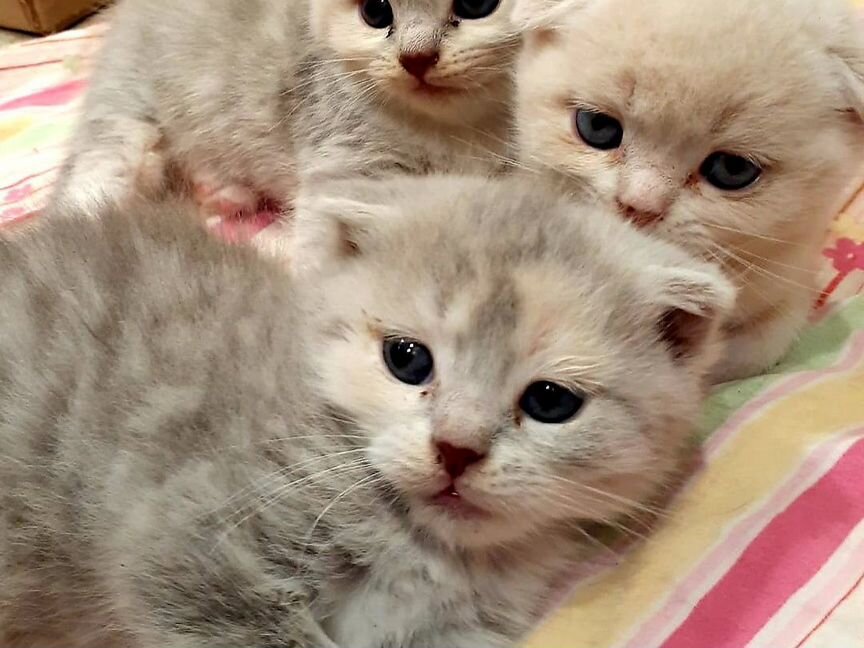 Британские вислоухие котята