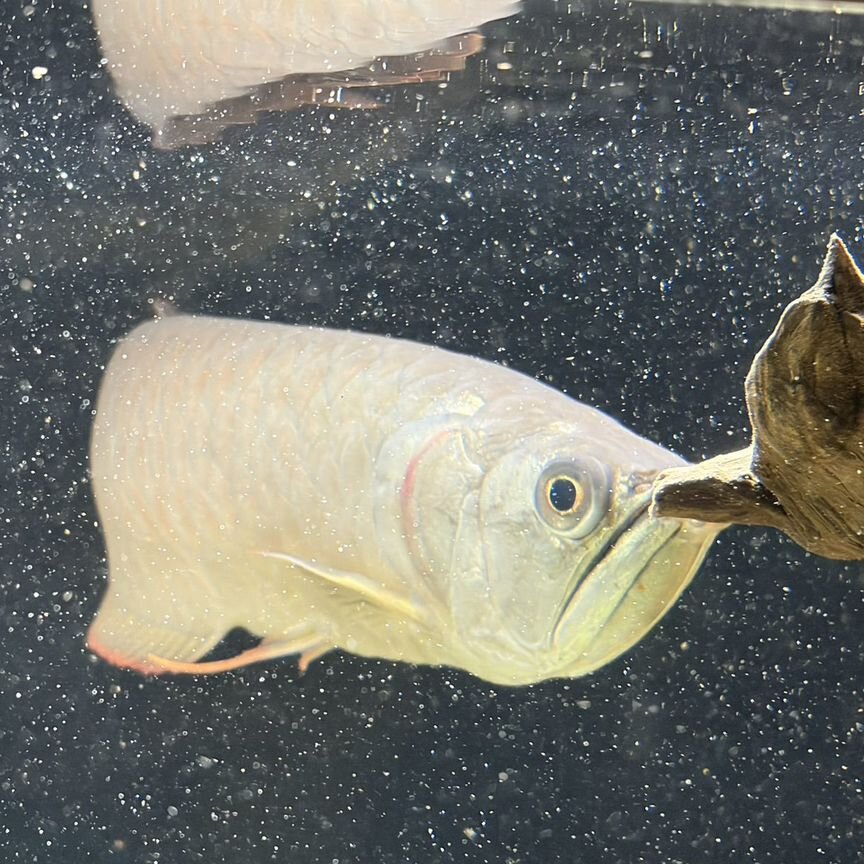 Рыба Арована