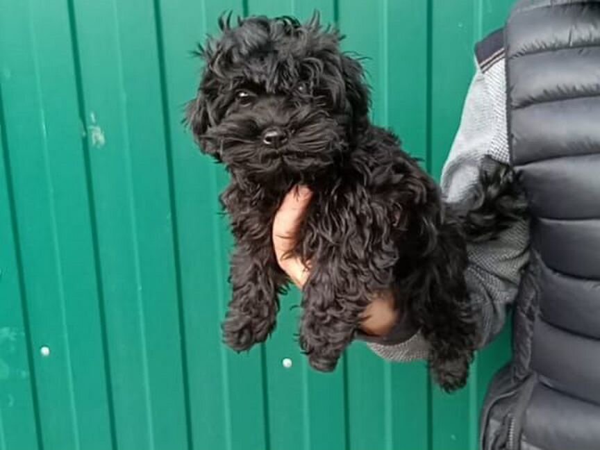 Мальтипу конфетка