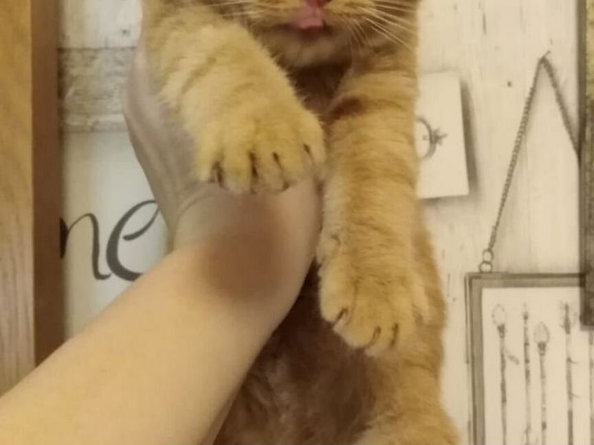 Кошки в добрые руки