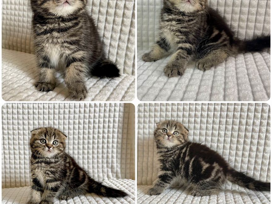 Шотландские вислоухие и прямоухие котята
