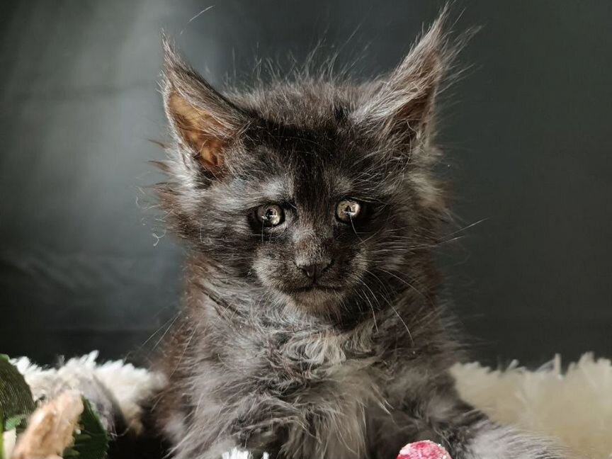 Дымный Мейн Кун котенок