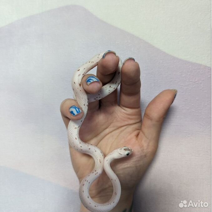 Маисовый полоз пальметто