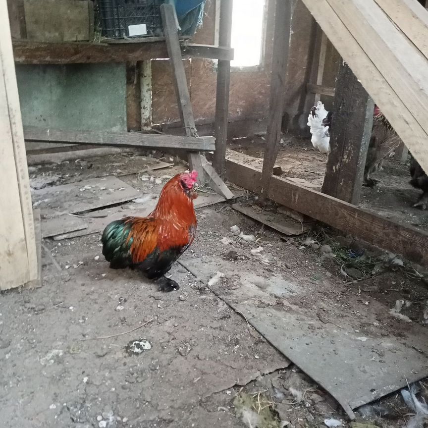 Карликовый петушок