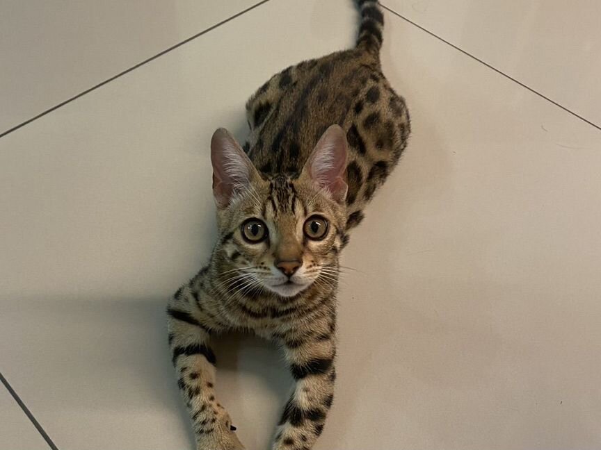 Бенгальская