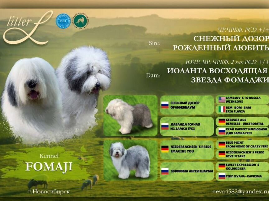 Староанглийская овчарка