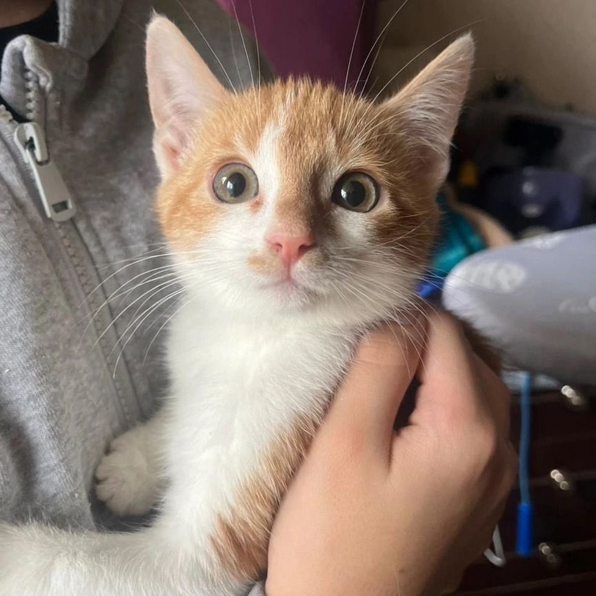 Котенок девочка
