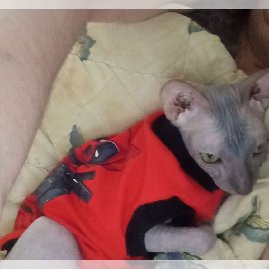 Канадский сфинкс котёнок