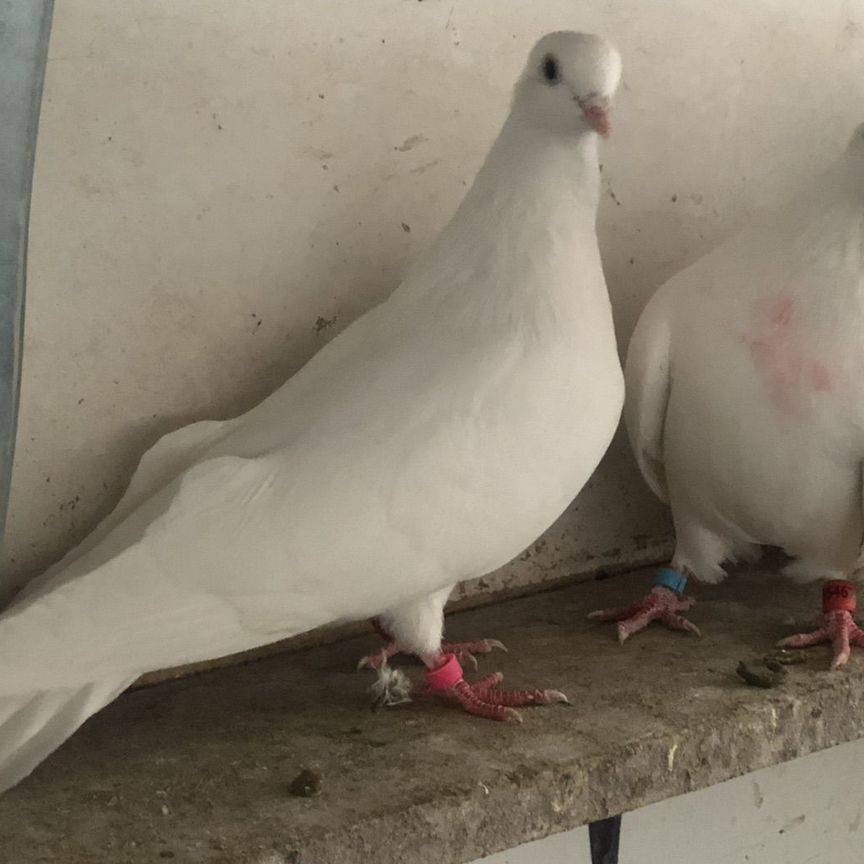 Белые чистопольские голуби