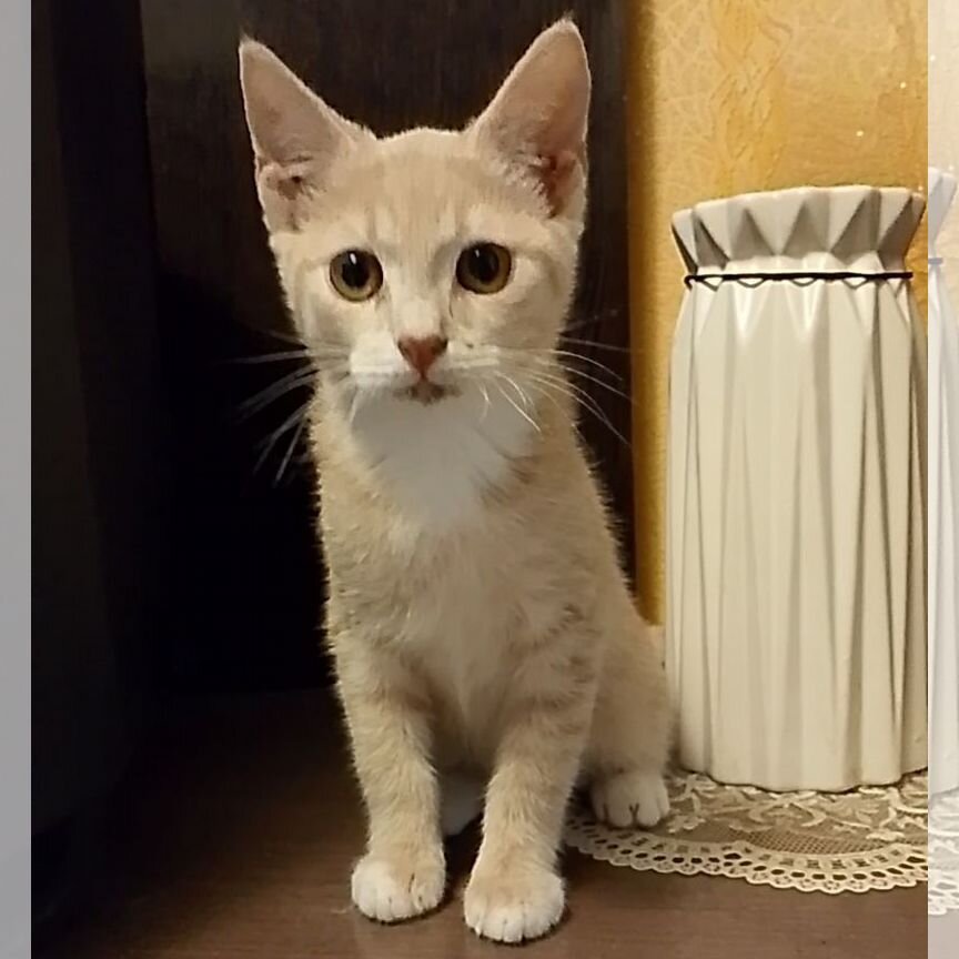 Рыжий котенок- мальчик ищет дом