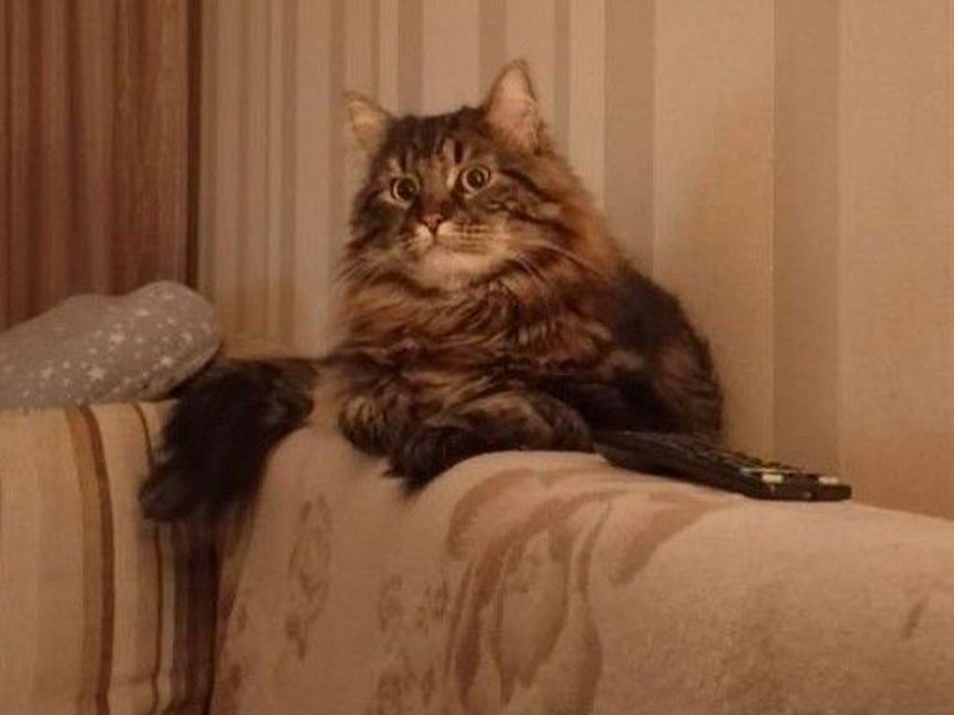 Кот