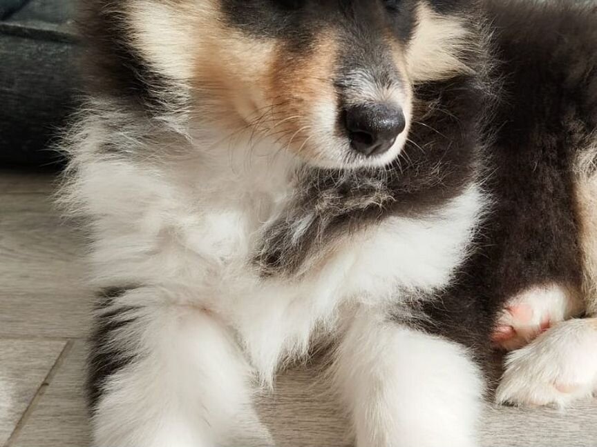 Колли