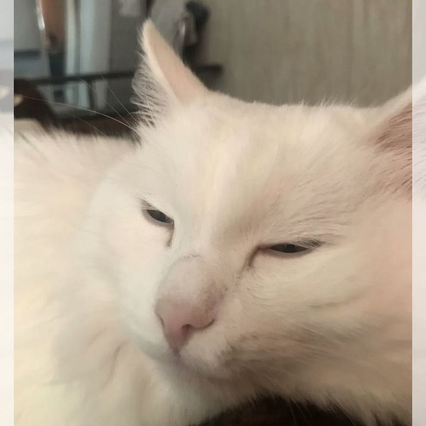 Взрослый кот в добрые руки