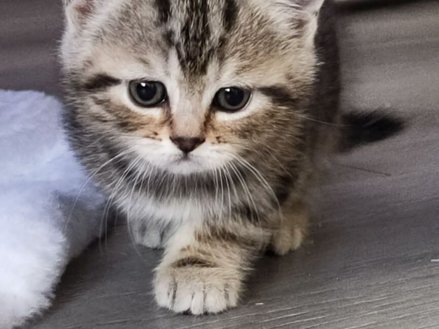 Шотландские вислоухие котята