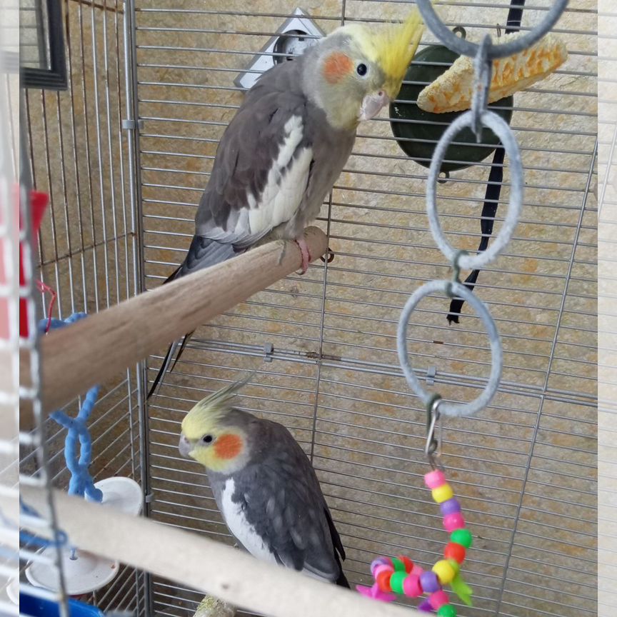 Попугай корелла ручной