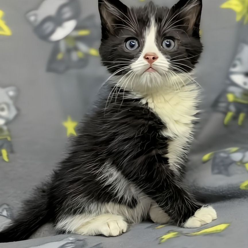 Котёнок в добрые руки