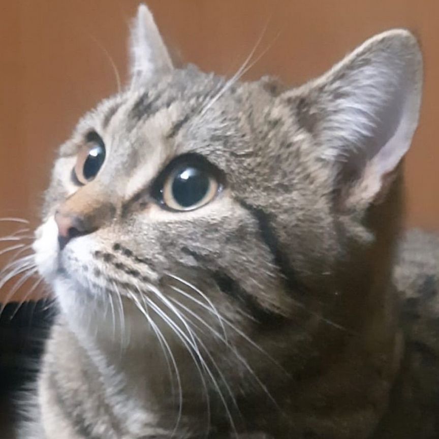Кошечка мышеловка