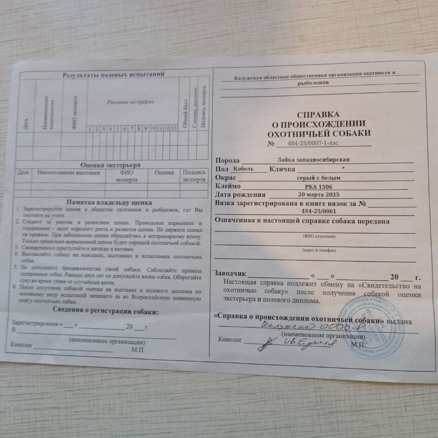 Западносибирская лайка, взрослый пёс