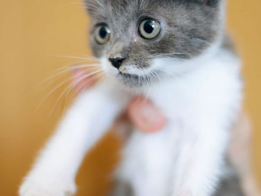 Котик в добрые руки