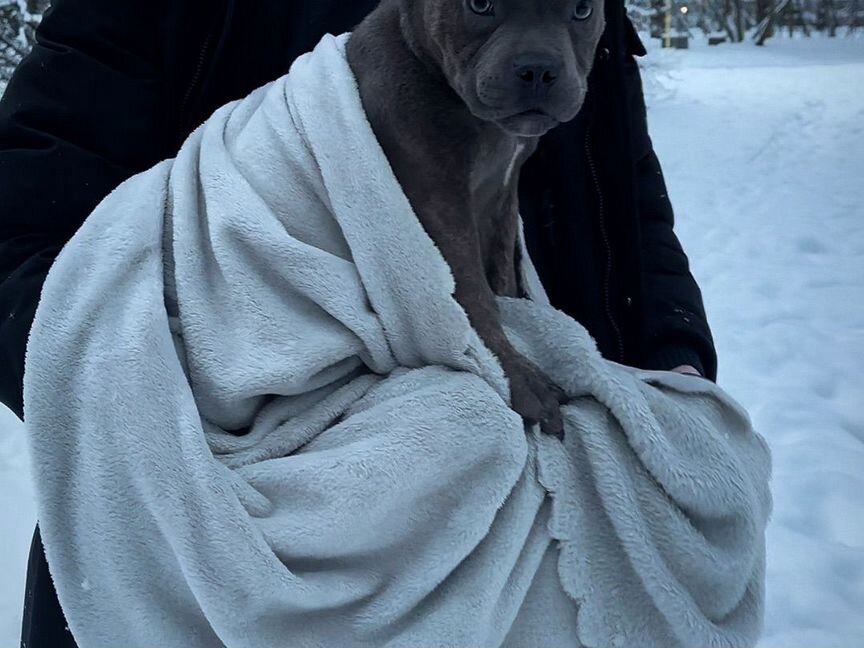 Американский булли покет щенки