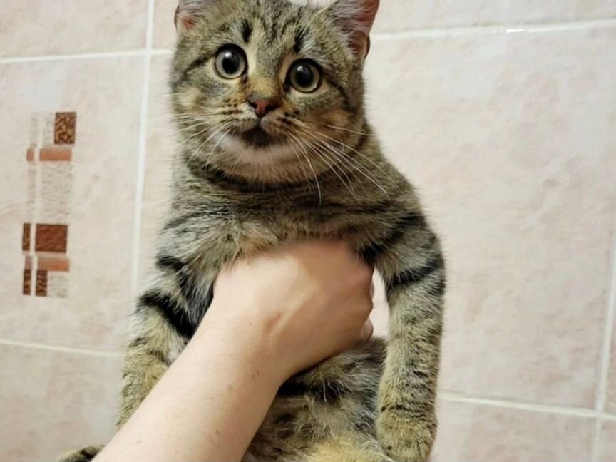 Котёнок
