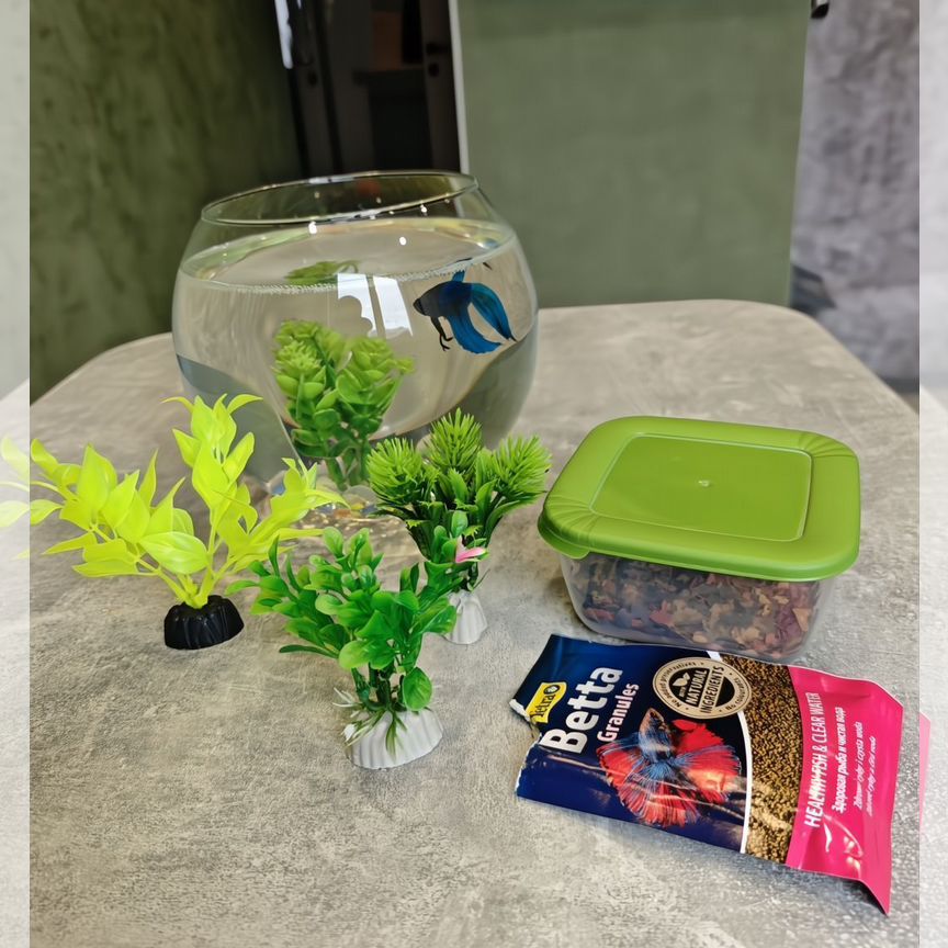 Петушок с аквариумом и всем необходимым