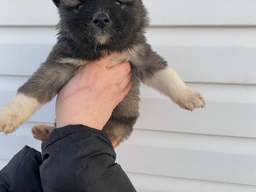 Щенки хаски бесплатно