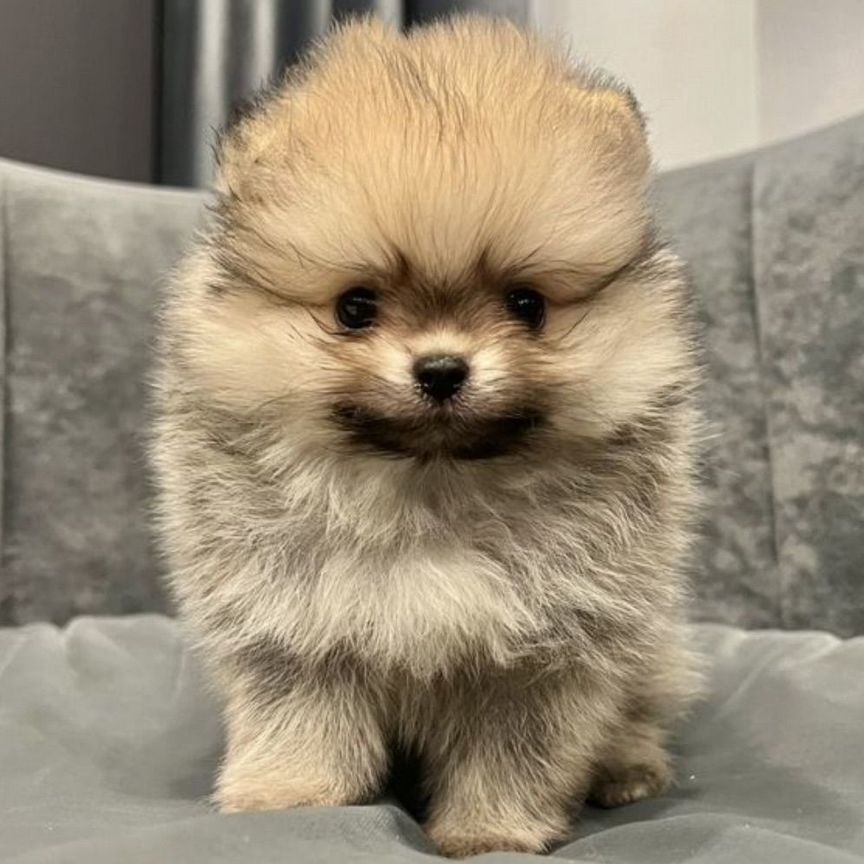 Померанский шпиц, щенок