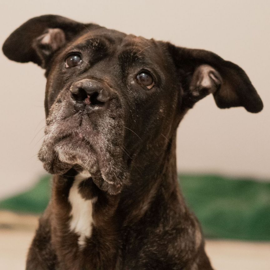 Кане-корсо, взрослая собака