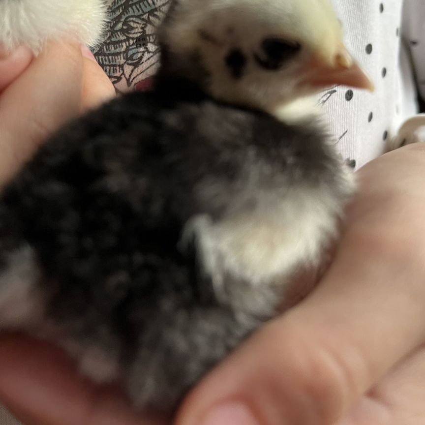 Цыплята кохинхина карликового