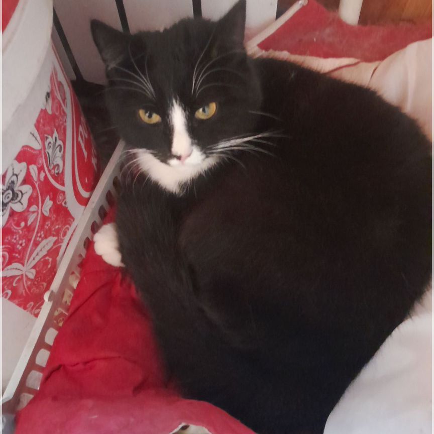 Котик в добрые руки