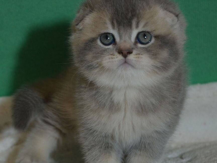 Голубое золото