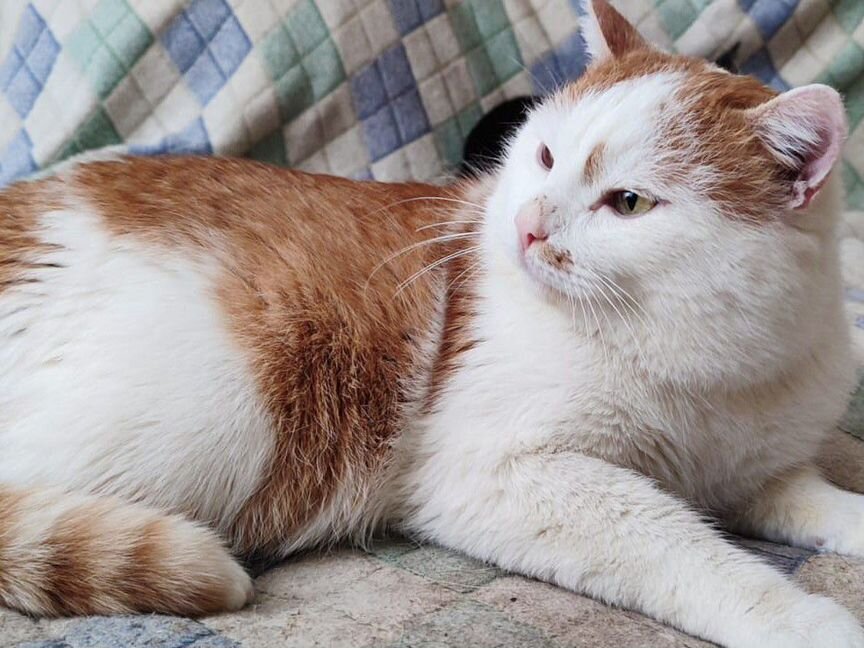 Спокойный, ласковый Вася ищет семью