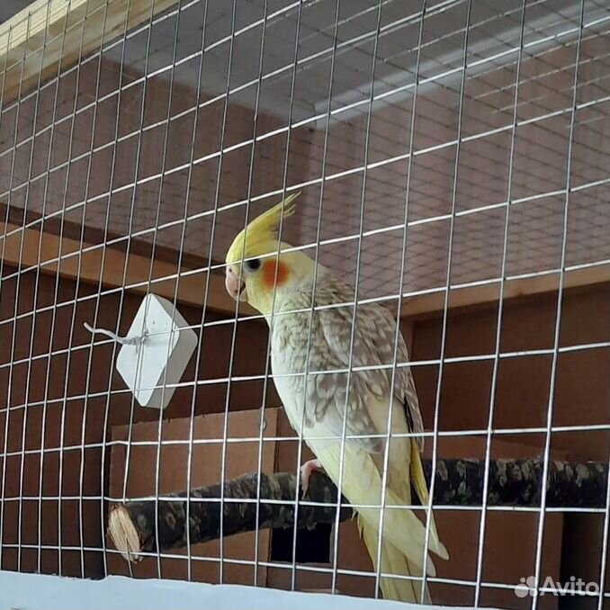 Корелла, или Нимфа, или Нимфовый попугайчик