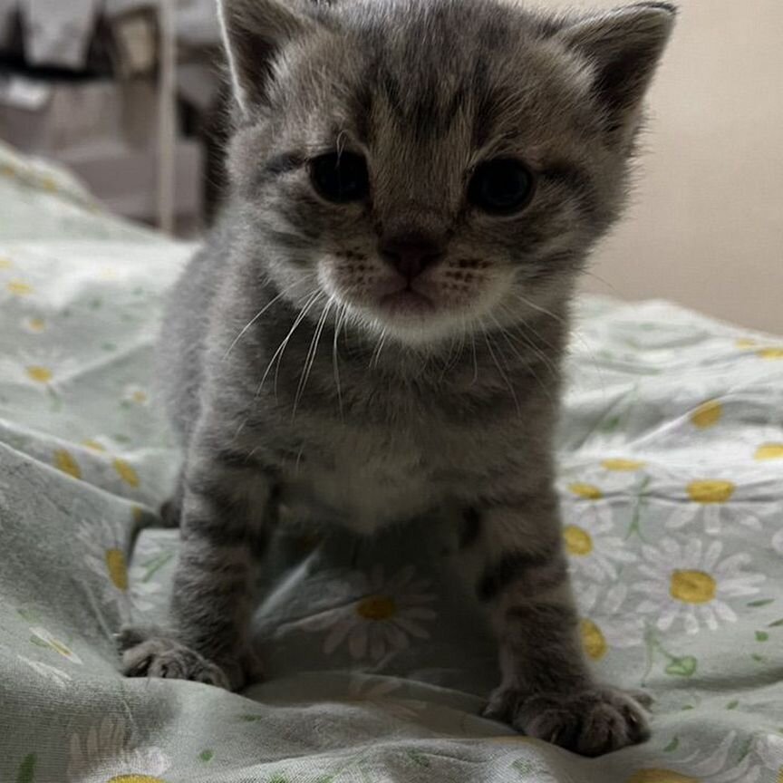 Шотландский вислоухий длинношёрстный котёнок