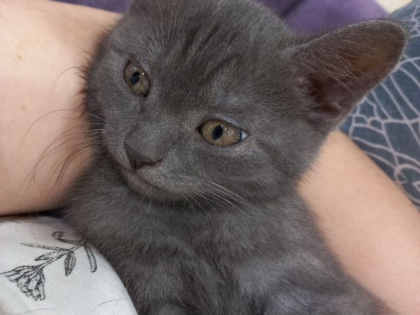 Британский чистокровный котик