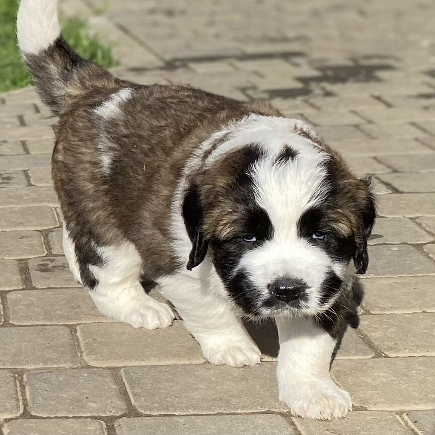 Щенки московской сторожевой