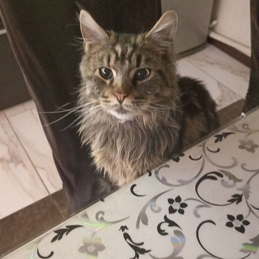 Потерялся кот