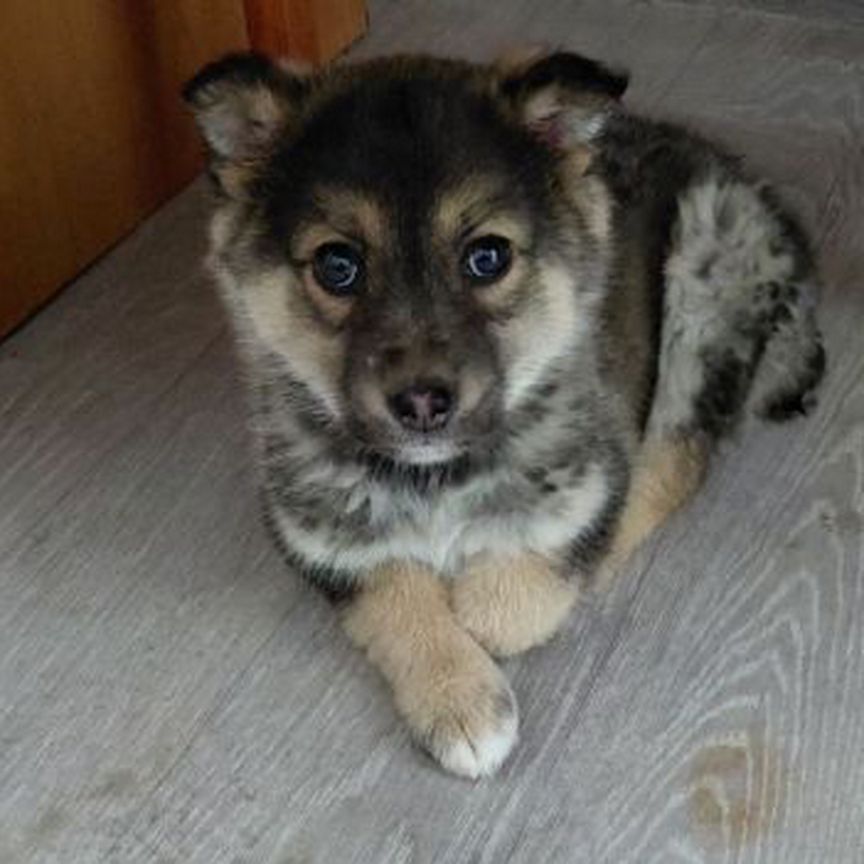 Щенок в добрые руки