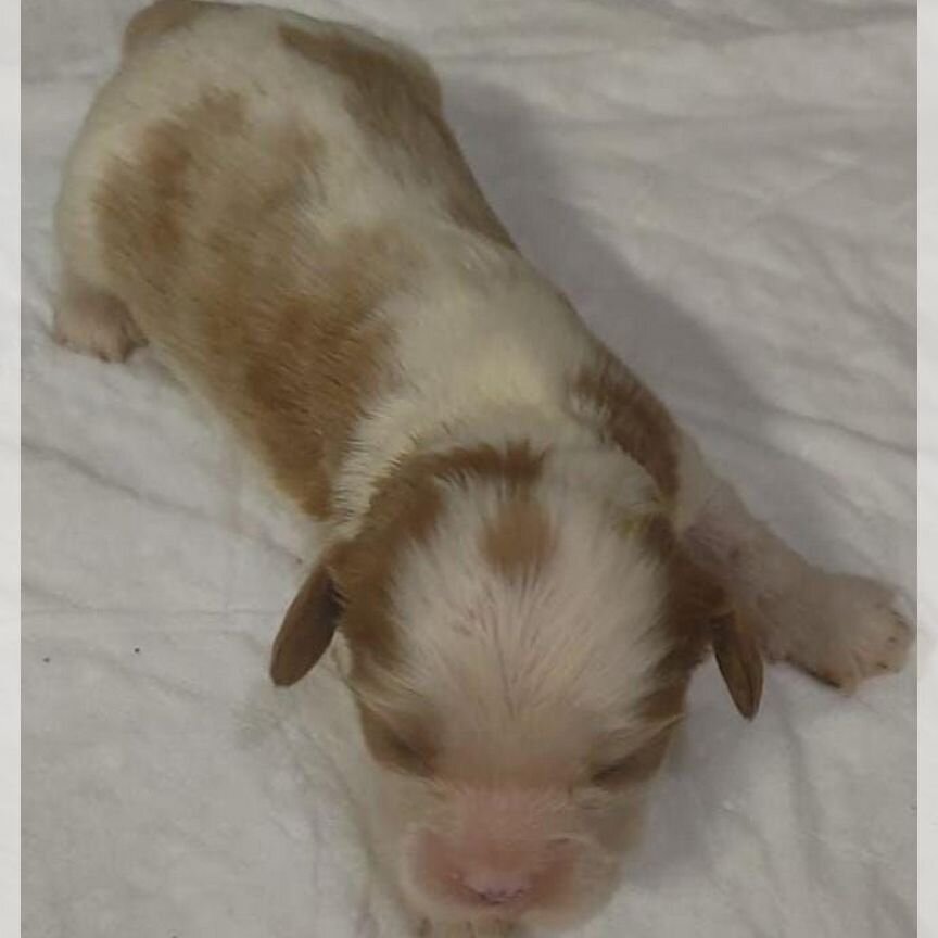 Щенки Кавалер Кинг Чарльз спаниель в Спб