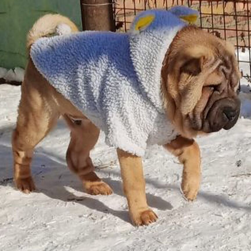 Плюшевое очарование