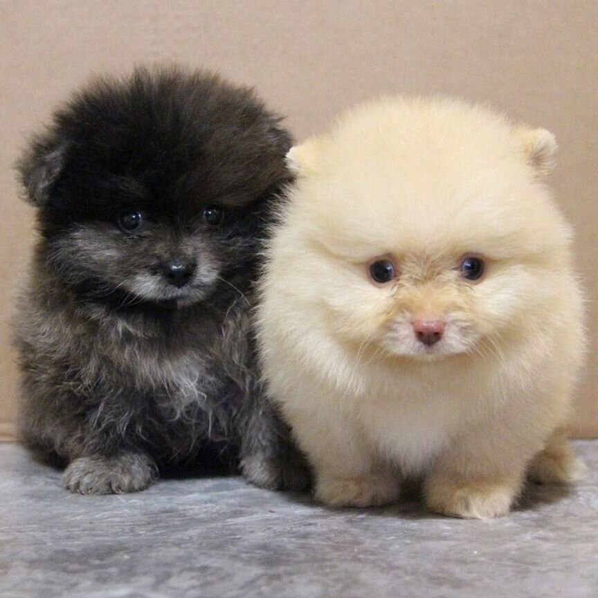 Шикарные парнишки