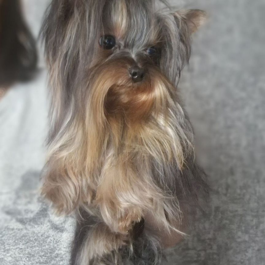 Йоркширский терьер