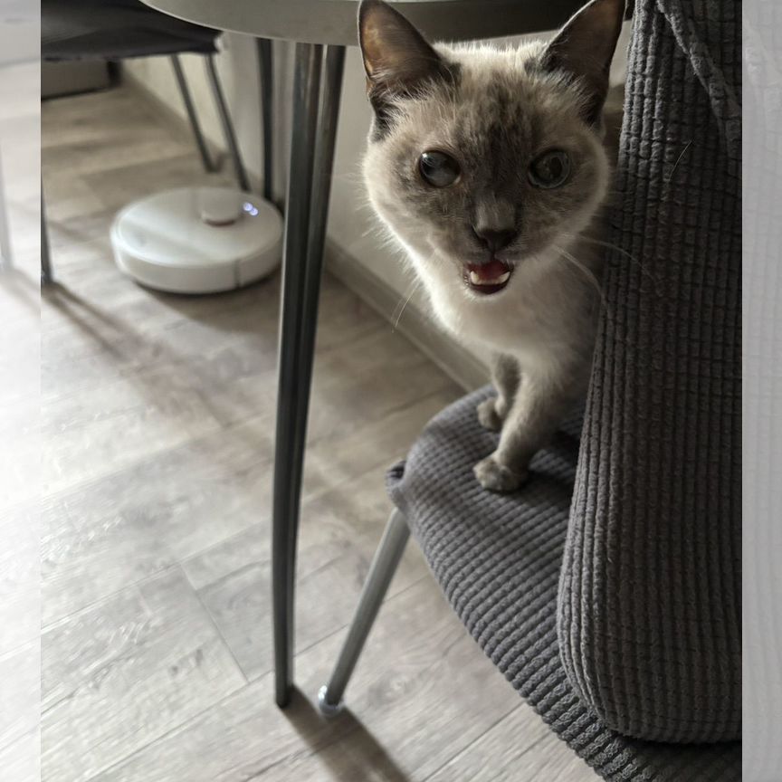 Тайская, взрослая кошка